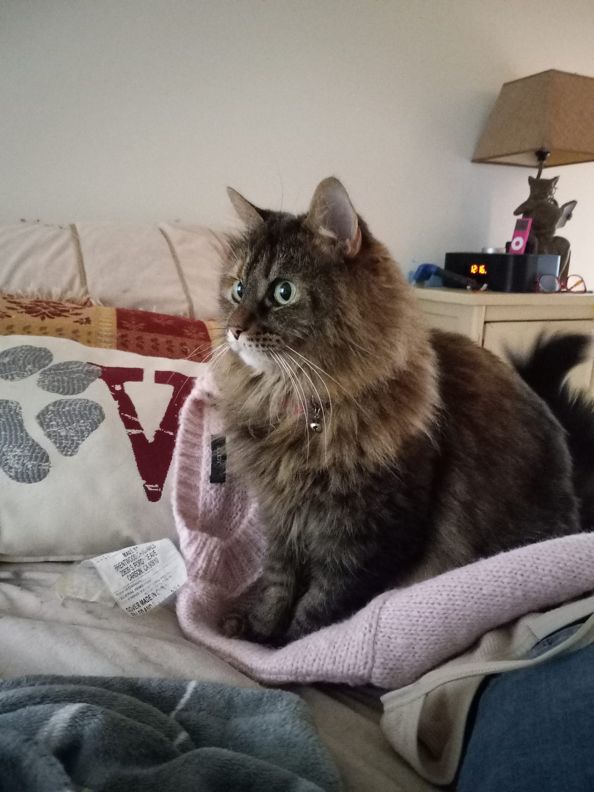 Kitty Zoomies. Not just for doggies anymore | by Nancy Parish | Catness ...