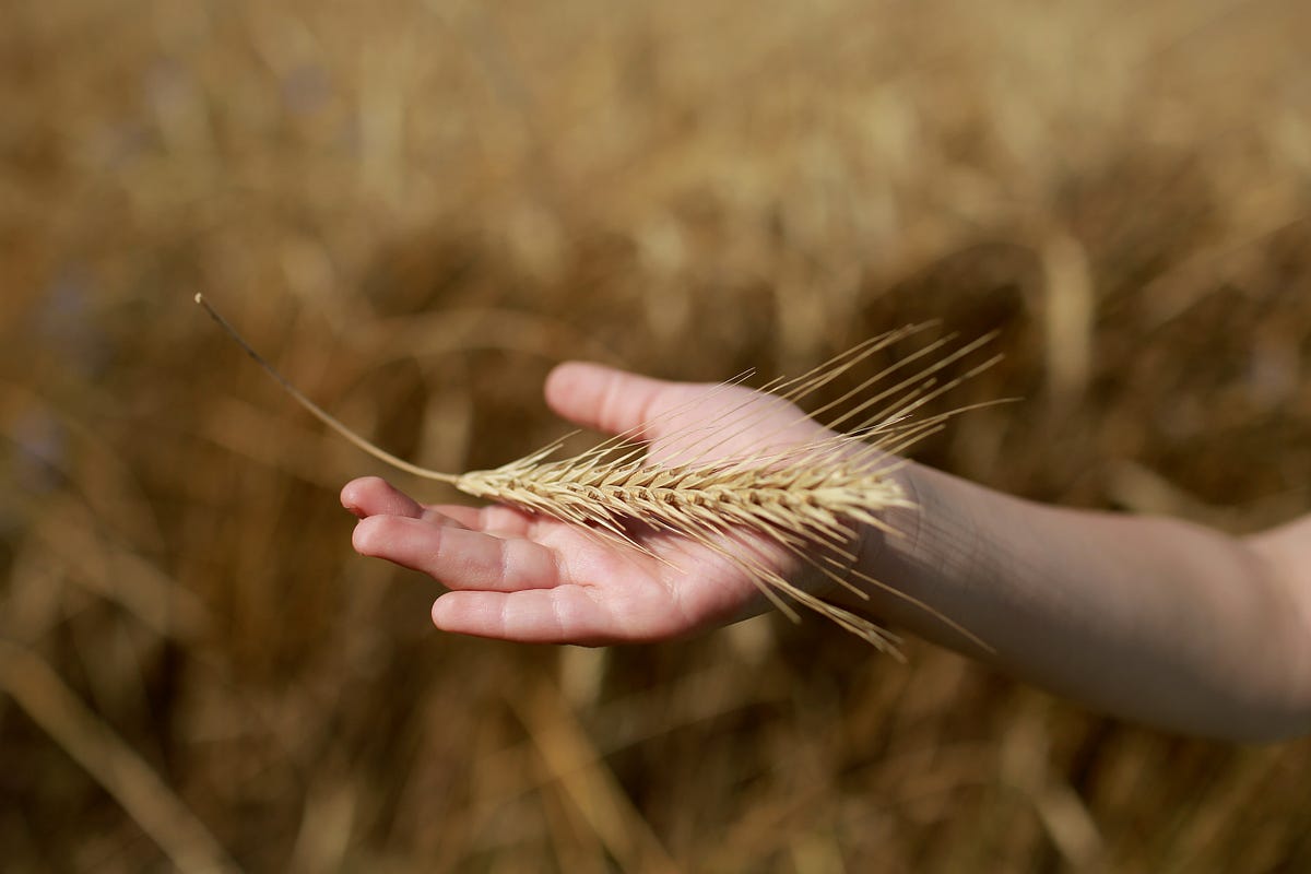 Misreading the Parable of the Sower: Christ Before Jesus | by Dustin White | Jul, 2025 | Medium