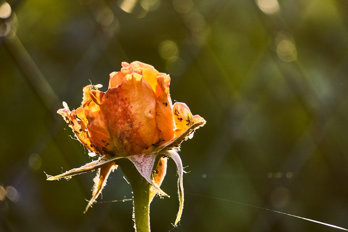 Rose Disease: What You Need to Know About Managing It | by Crystal ...