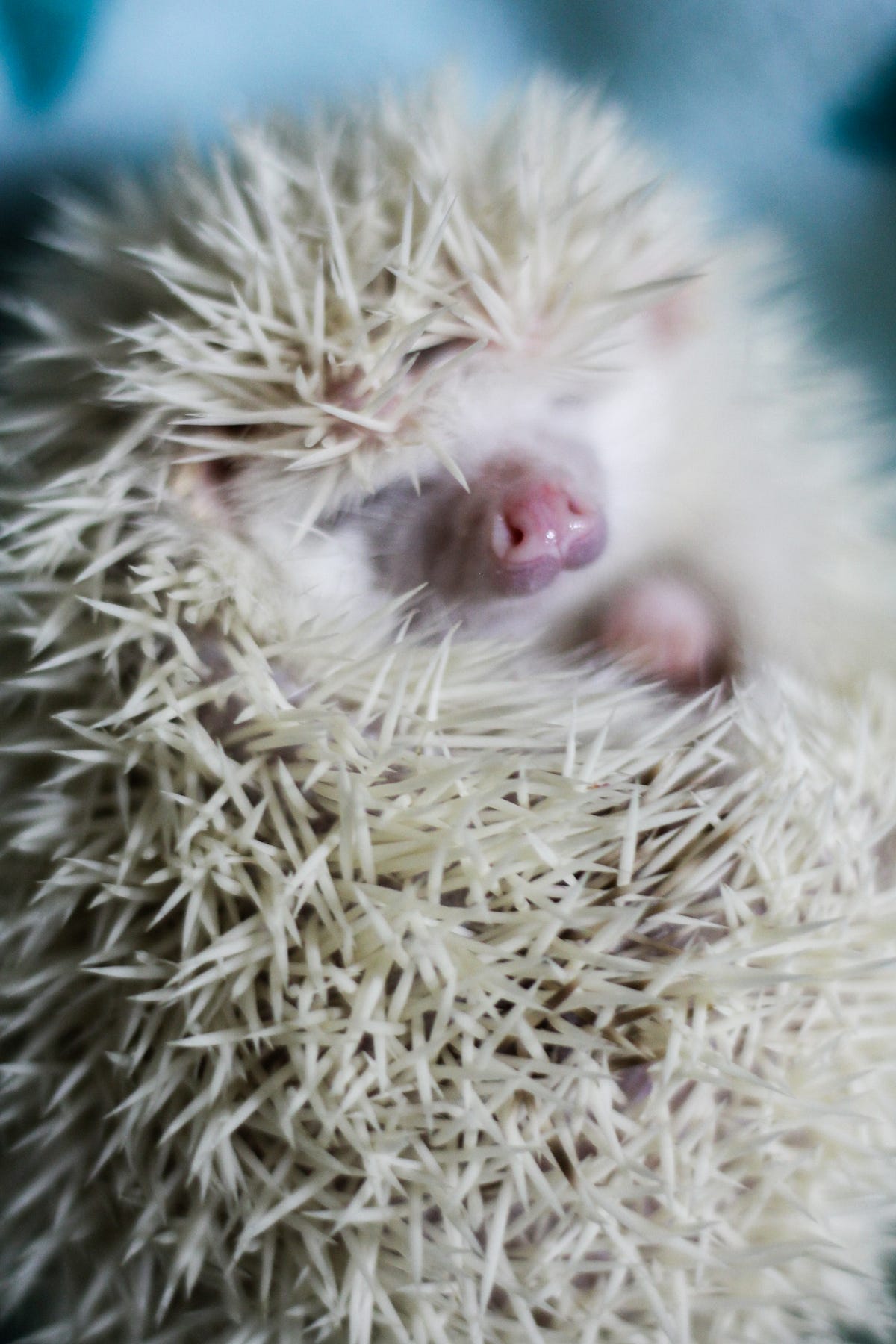 What I Learned From Owning A Hedgehog | by Kassy Menke | About Me ...