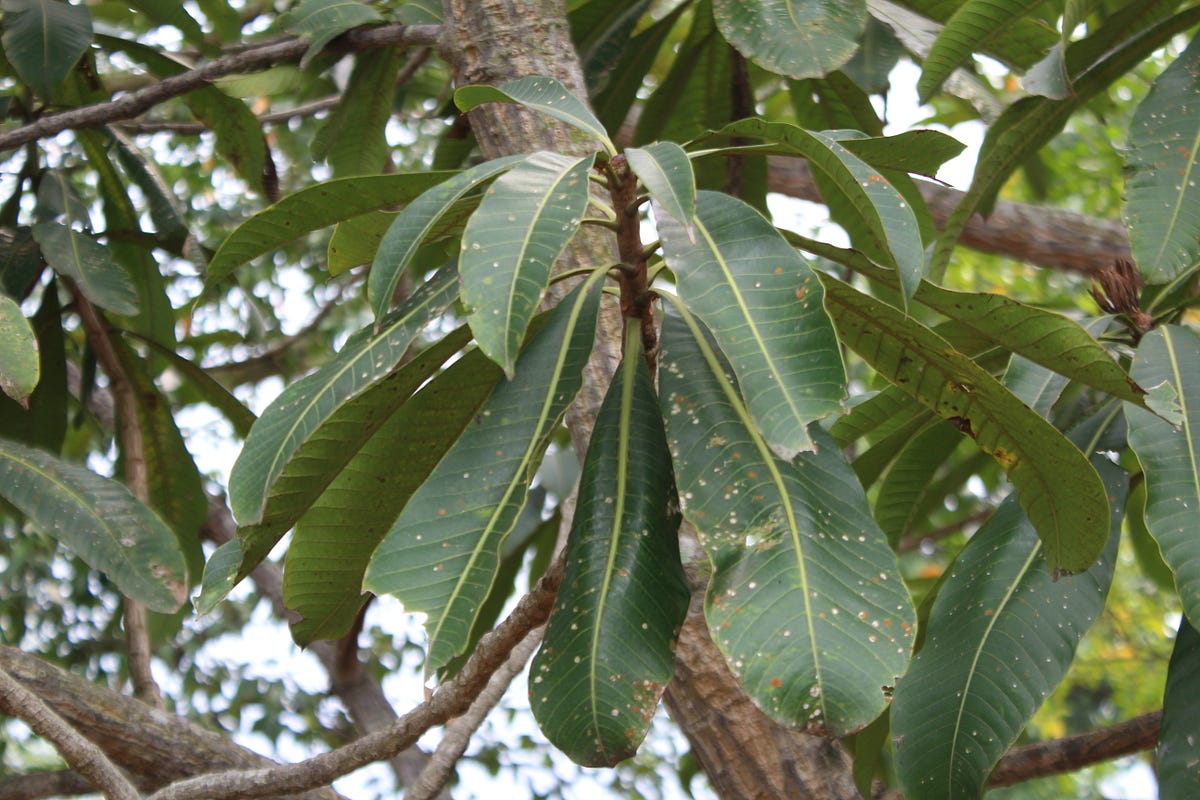 Mangifera caesia Jack. Binjai (Mangifera caesia Jack)… | by Faradiva ...