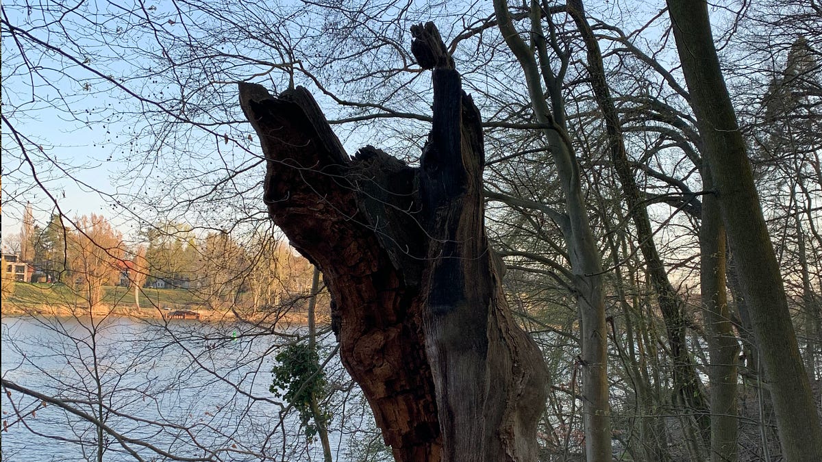 The old tree - Tales by a tree for those who read. | iBerlin