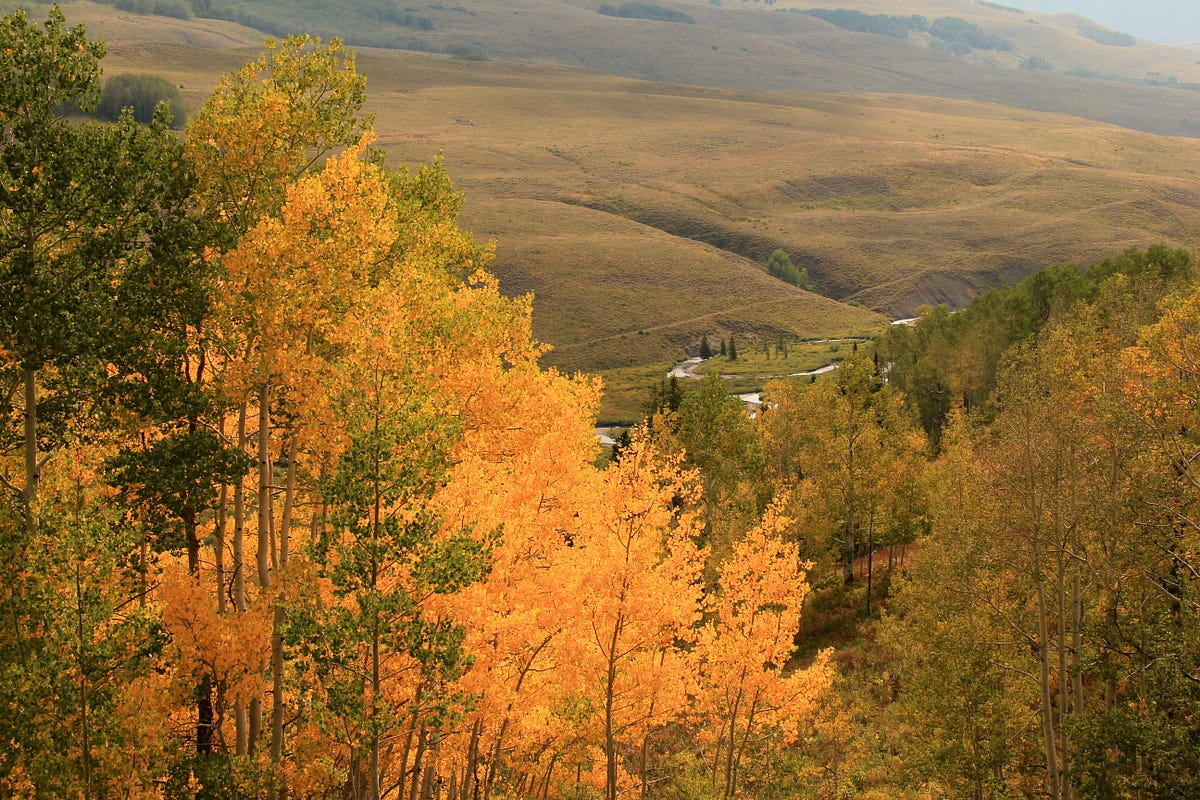 Yellow Fire of Fall — 10/28/17. Cold Nights | by Taylor Young | Medium