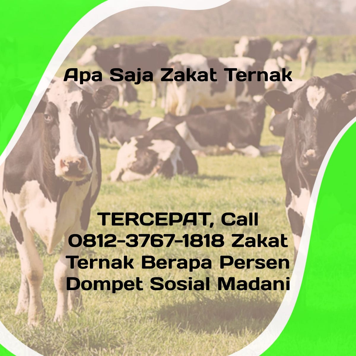 KLIK https://wa.me/6281237671818, Zakat Ternak Kambing Dikeluarkan Bila Dompet Sosial Madani ...