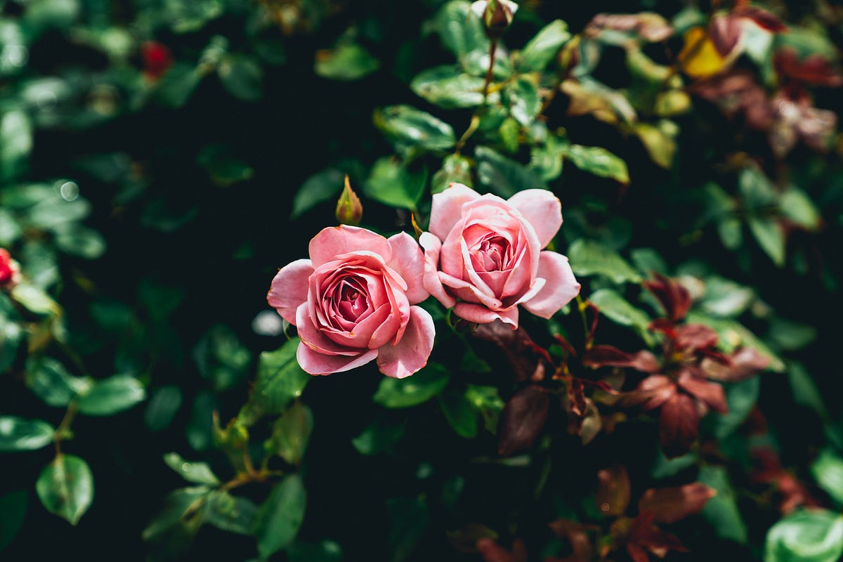 It’s Important in Life to Stop and Count the Roses | by Brett Jenae ...