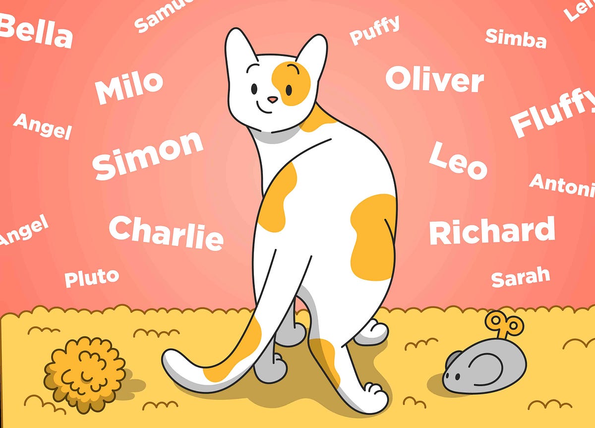 Here Is A 5 Step Guide On How To Name Your Cat…? | by Tafadzwa ...