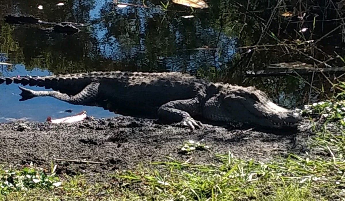 What Is Your Greatest Fear?. Alligators in the waters of life | by Anne ...