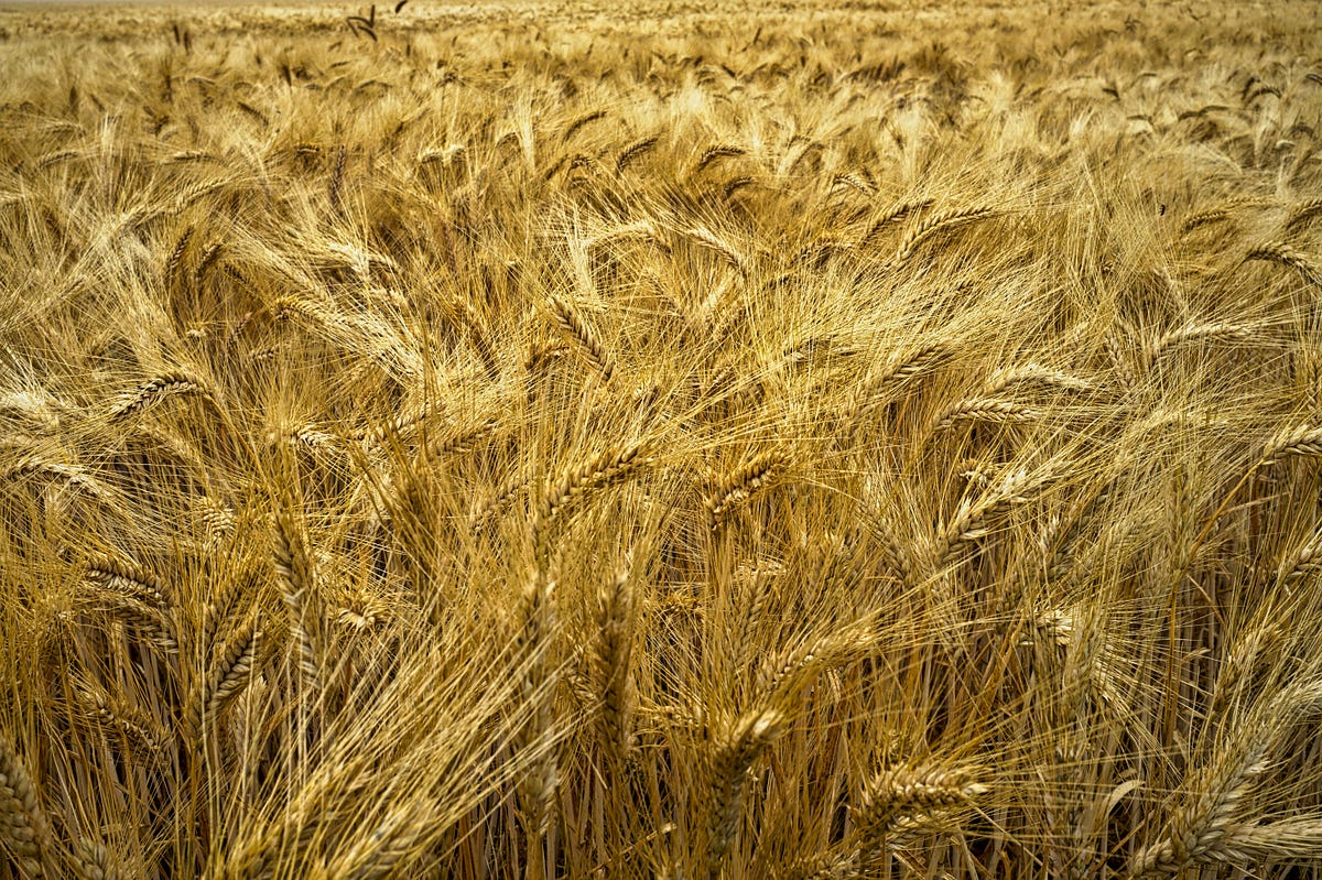 The Evolution of Wheat: How Human Intervention Led to Excess Energy ...