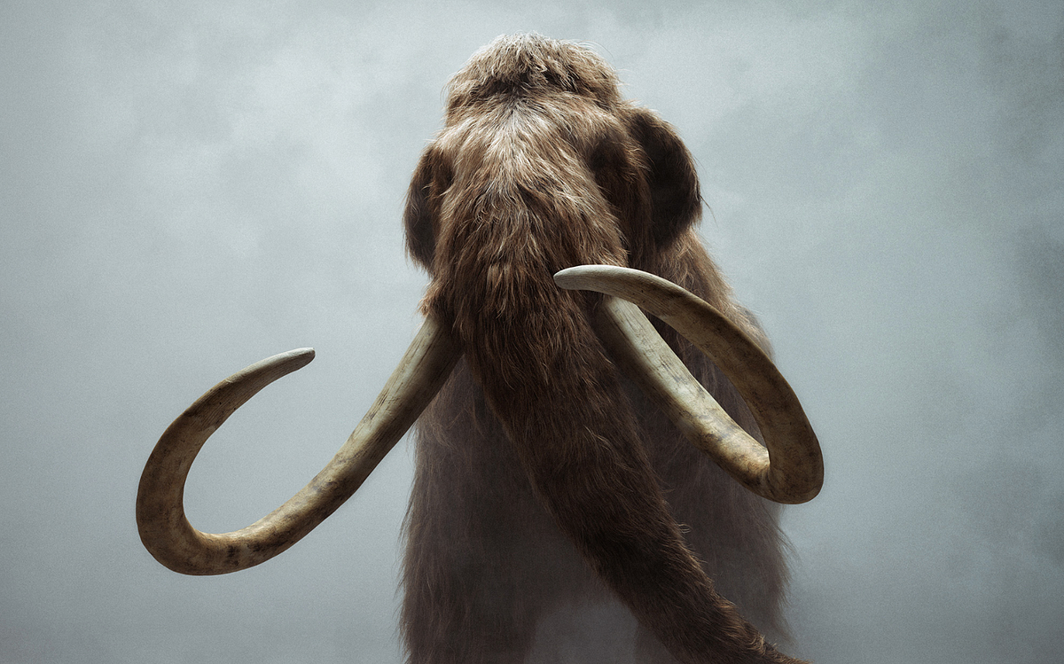 Anatomy of a Mammoth. My own personal Bertha. What’s in your… | by ...