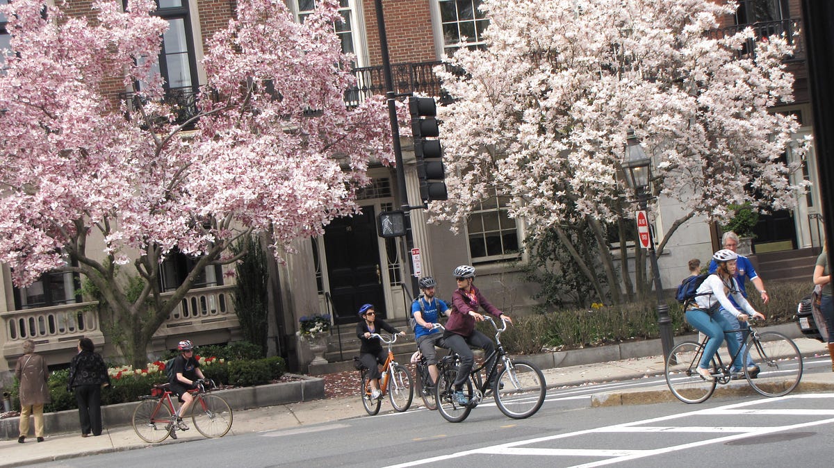 Between The Magnolia and The Cherry Blossom, I Spent A Beautiful Time ...