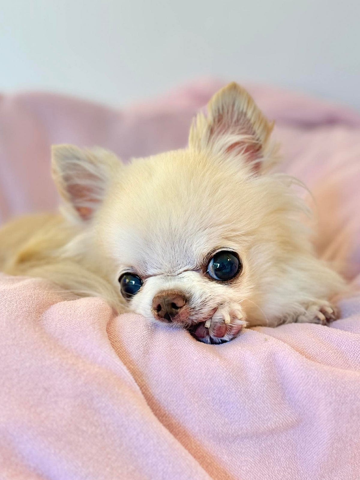 KIDO IS GONE… WHY SO SOON? 💔🐶. Nutrition for pets | by Taiwo Olamide ...