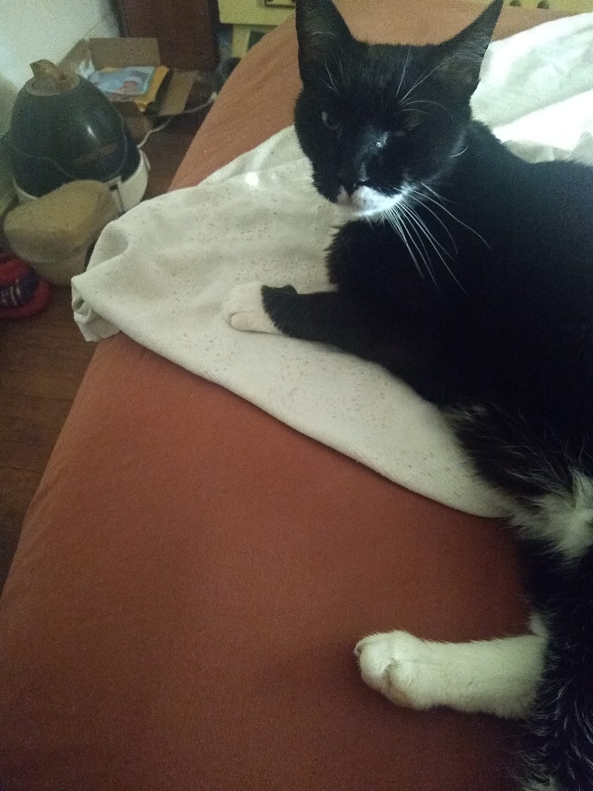 Helping Cats Find a loving Home Before the Animal Shelter is the ...