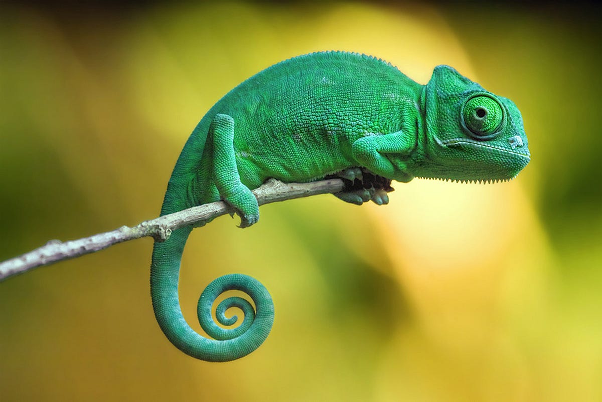 How Vue Helped Us Create Chameleon Builder By Jadranko Dragoje Nsoft Medium