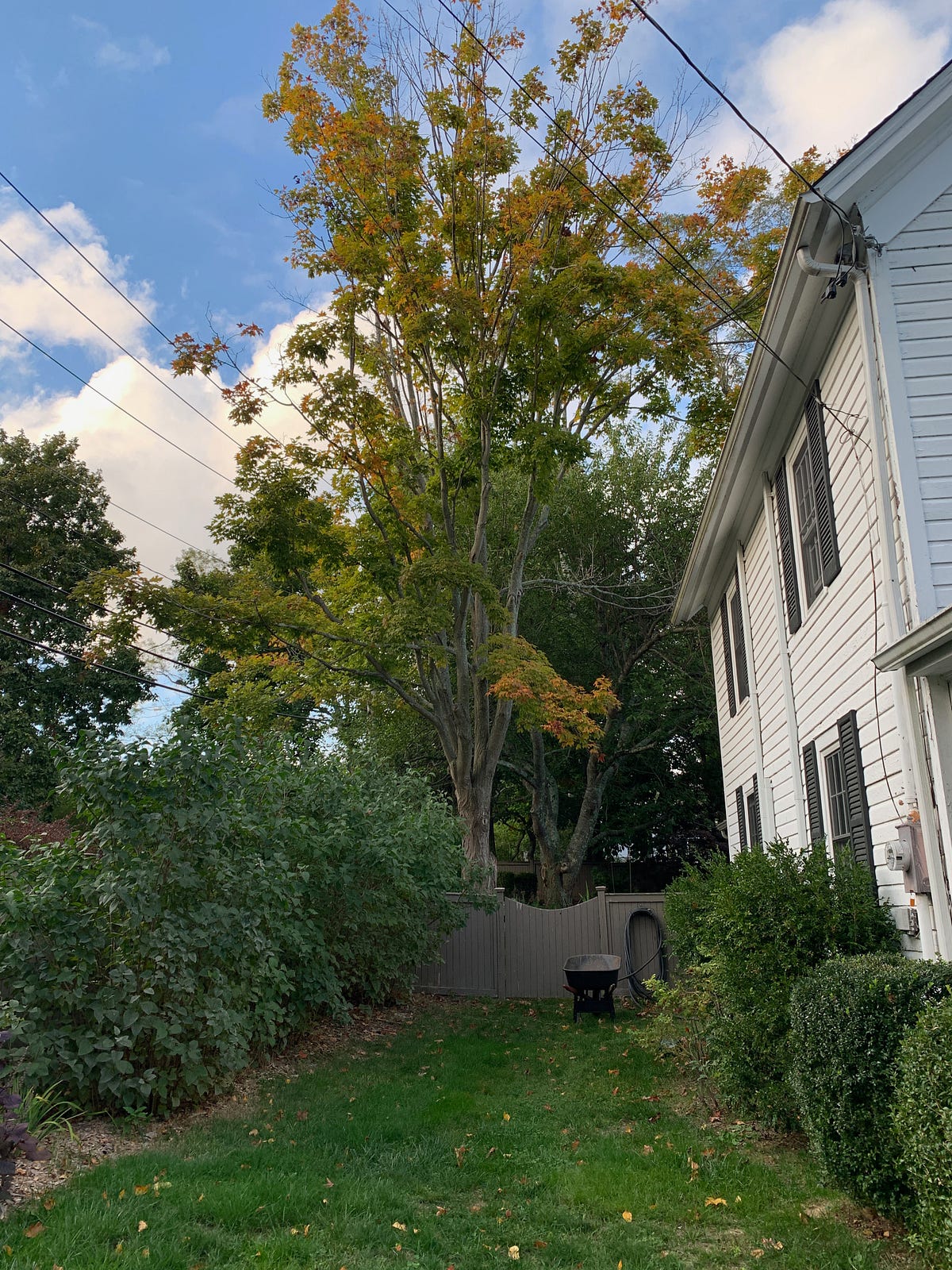 Ode to a Tree. When we moved into our home almost… | by Wendy C Turgeon ...