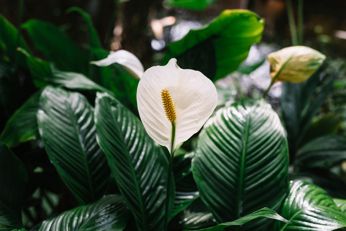 Small-Space Tropical Gardens: 5 Fantastic Plant Recommendations | by ...