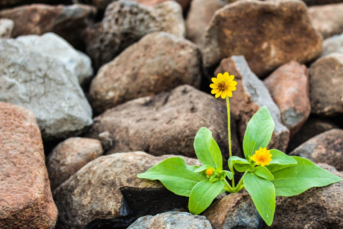 Finding Your Purpose: Deadlines, Resistance, and Powering Through | by ...
