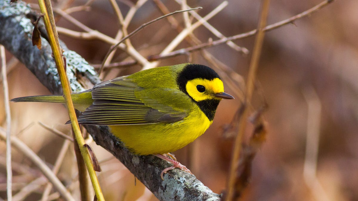 Migratory Songbirds’ Balancing Act Between Foraging And Longevity | by ...