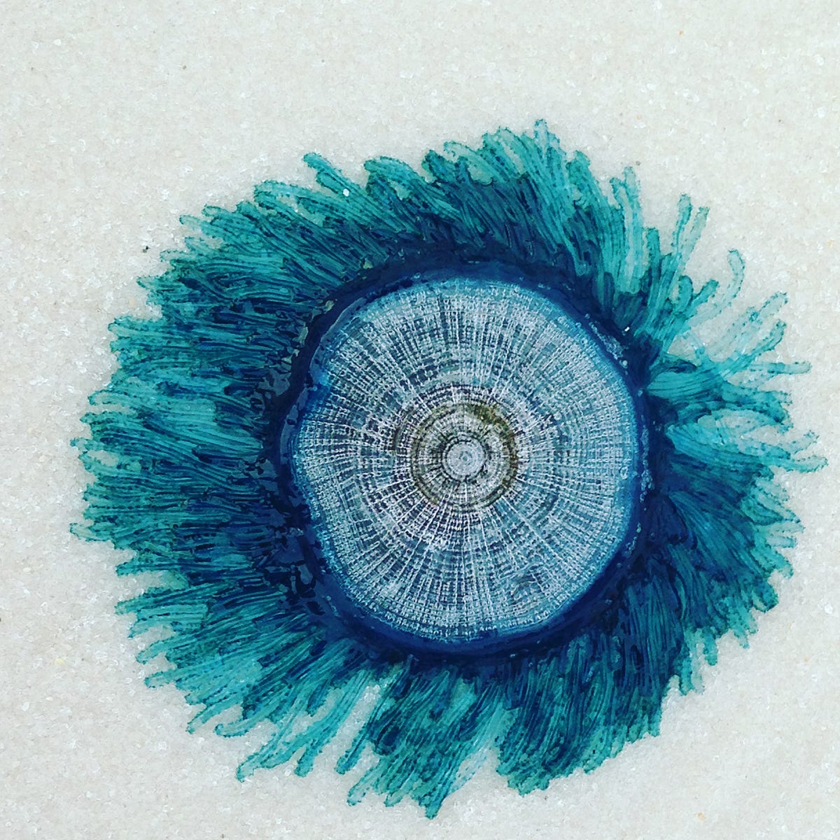 A Brilliant, Brief Life: Three Poems | by Nancy S Rust | Poetry ...