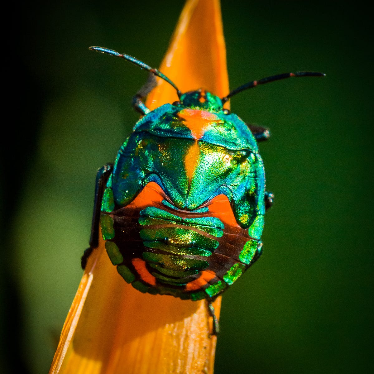 How I caught the cooties and how I got rid of them | by Terry Edlin ...