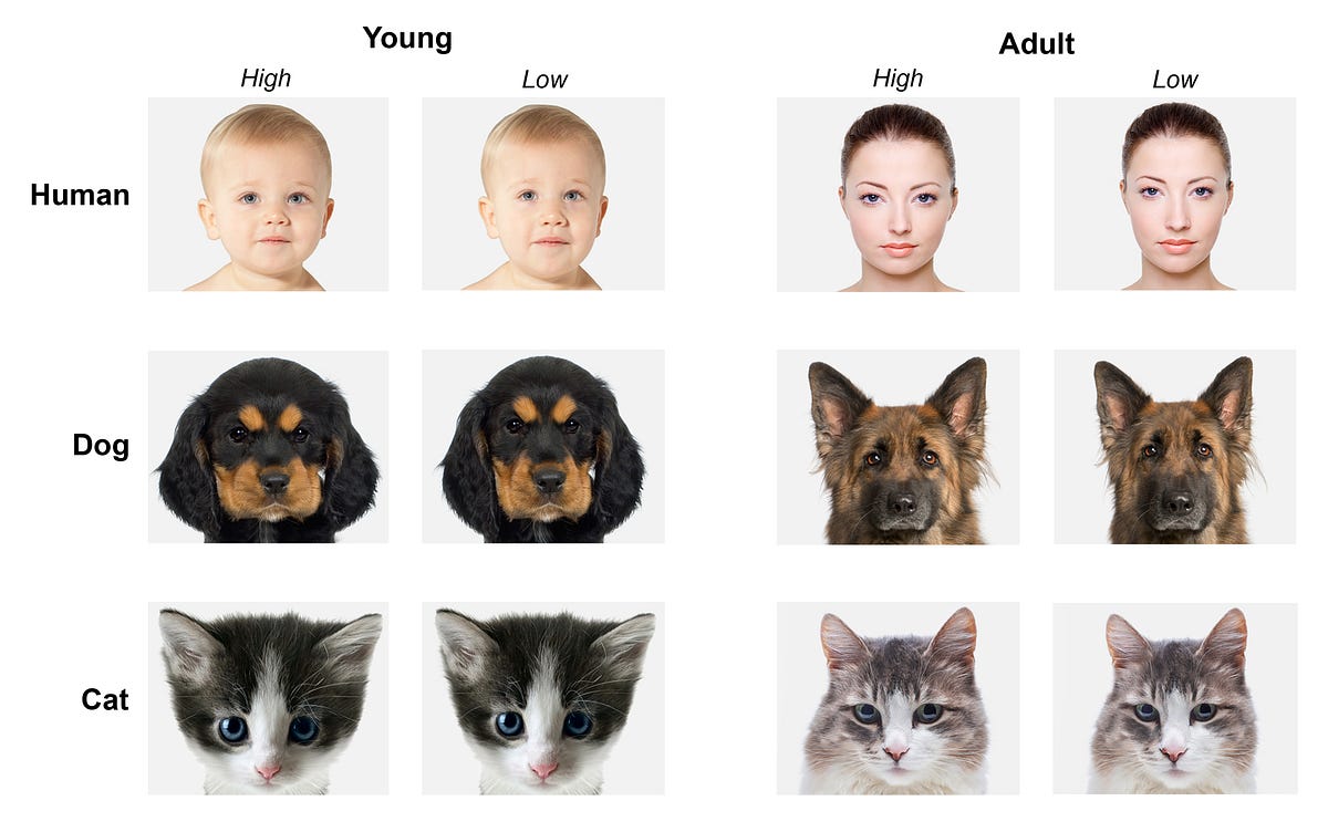 It’s official, puppies and kittens are cuter than humans | by Chhavi ...