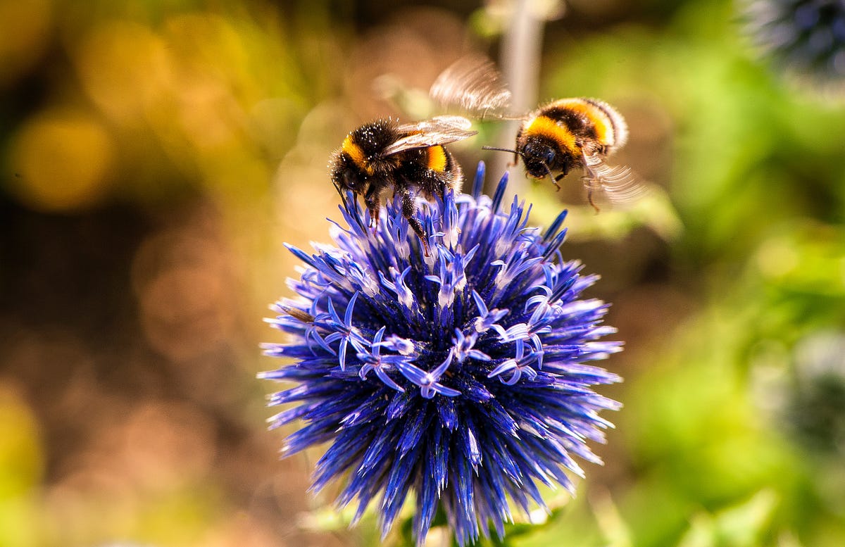 Fly Like A Bee; Fall Like An Ant. Did you know bees can fly? I mean, of ...