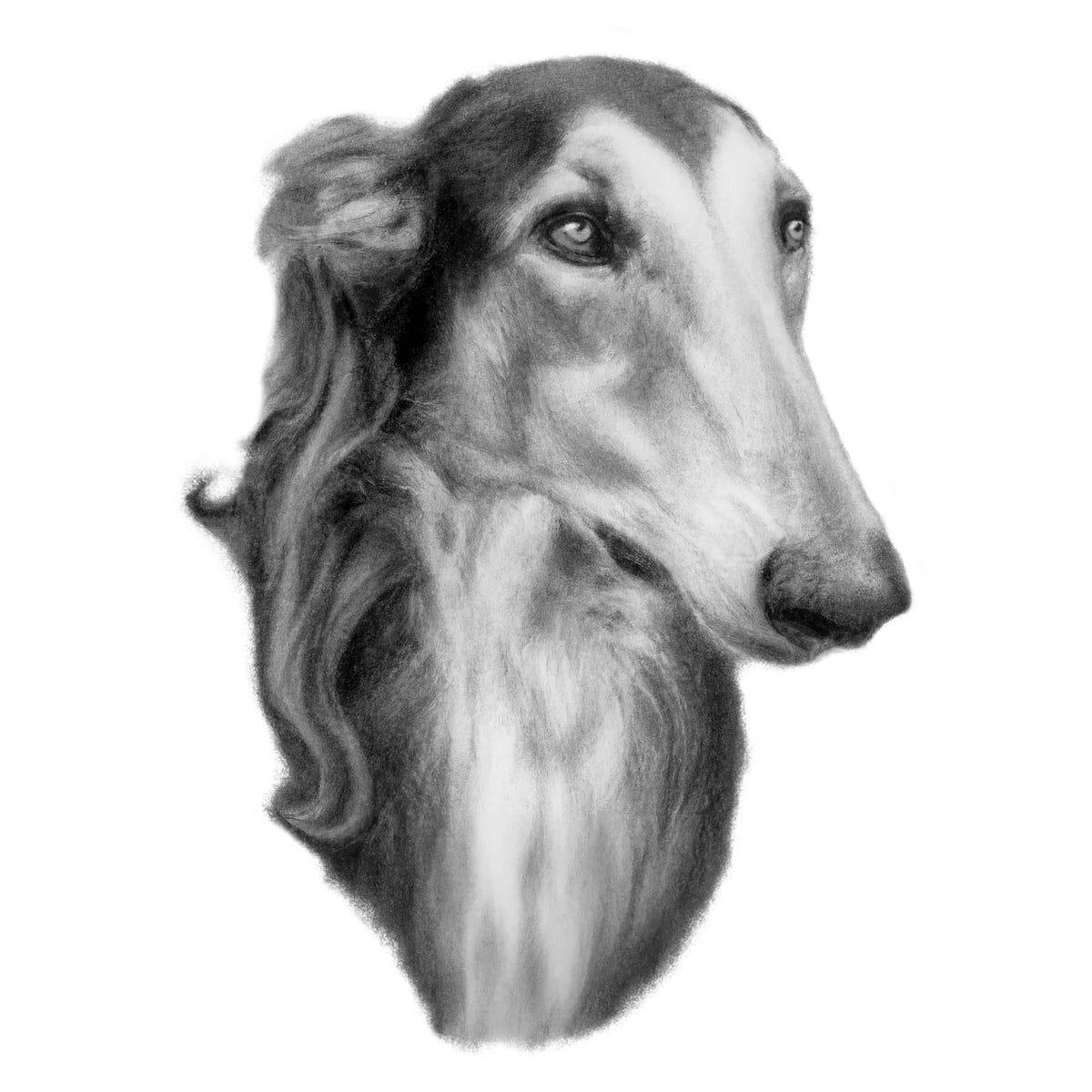 A poem about a Borzoi - Jason Harper | PortraitsofDogs.com - Medium
