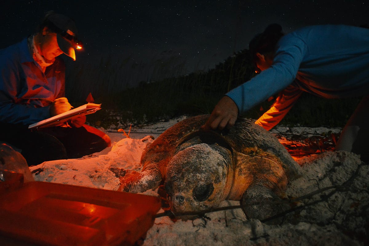Sea Turtle Nesting. And Ways You Can Help | by Leif Johnson ...