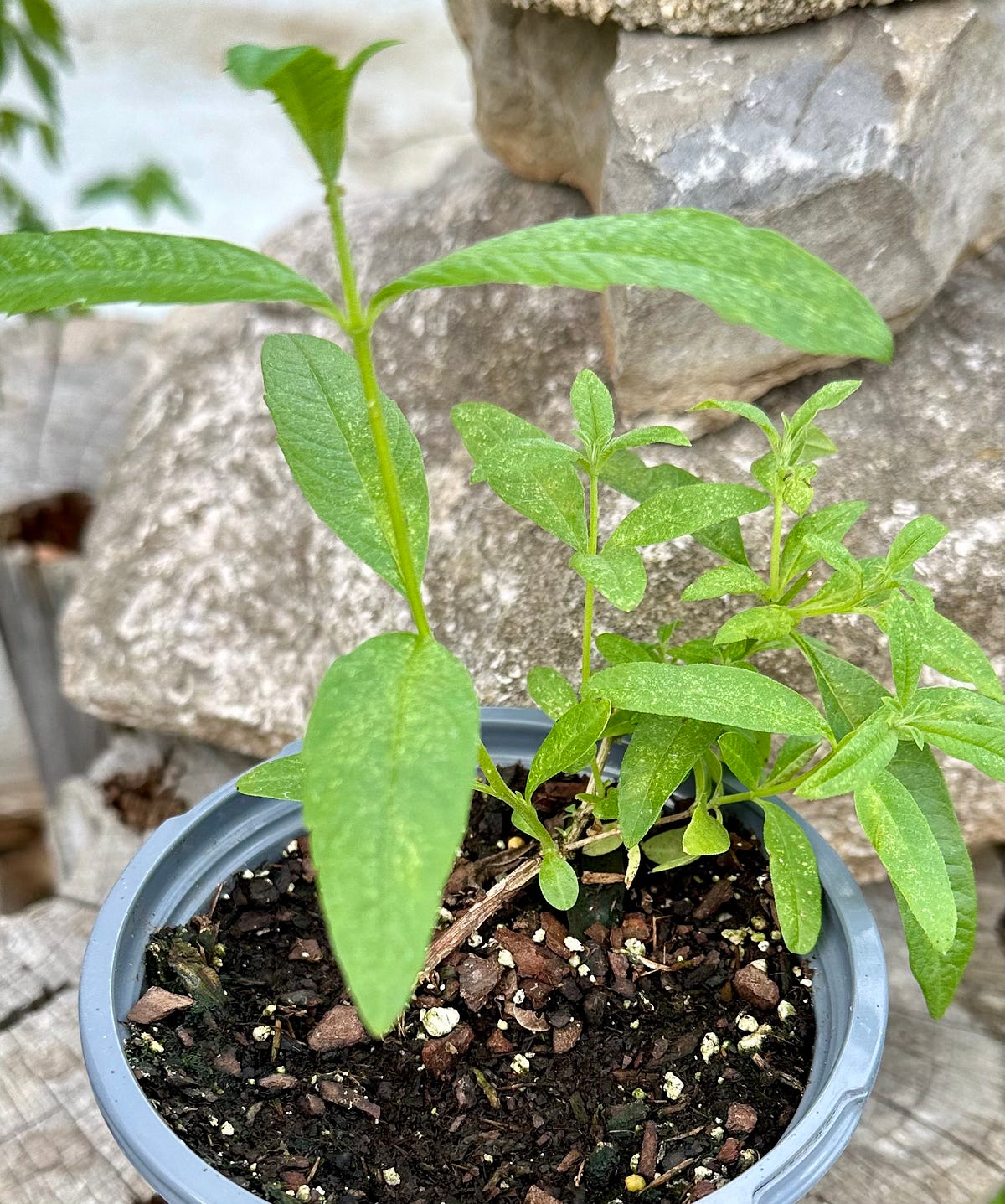 Easy Lemon Verbena Recipes for Any Occasion | by Samantha Ognibene ...