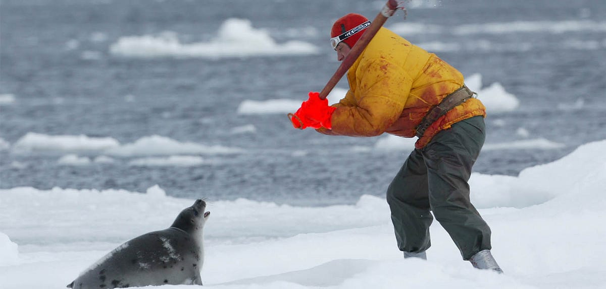 Solidarity with Animals. Contribution to GTI Forum Solidarity… | by ...