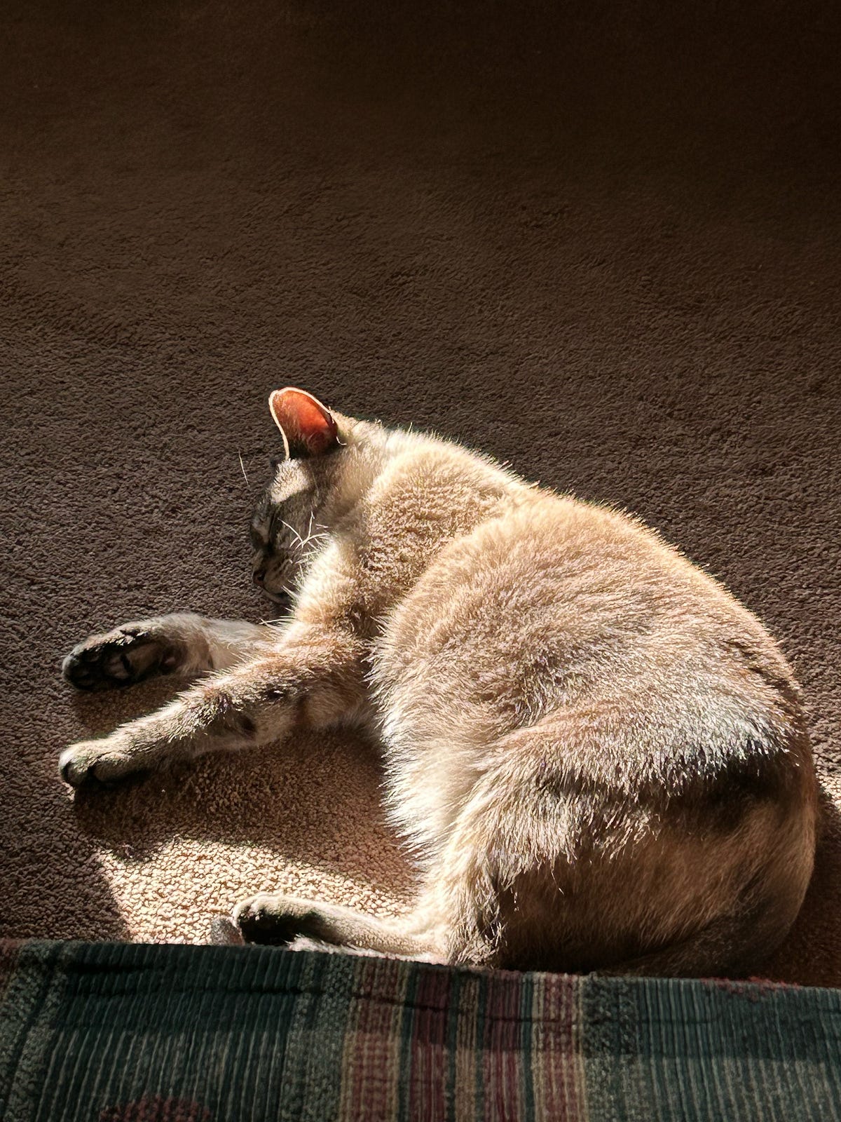 When Speaking Truth Is Called a “Shill Ploy” | by Ophelia Truitt | Medium