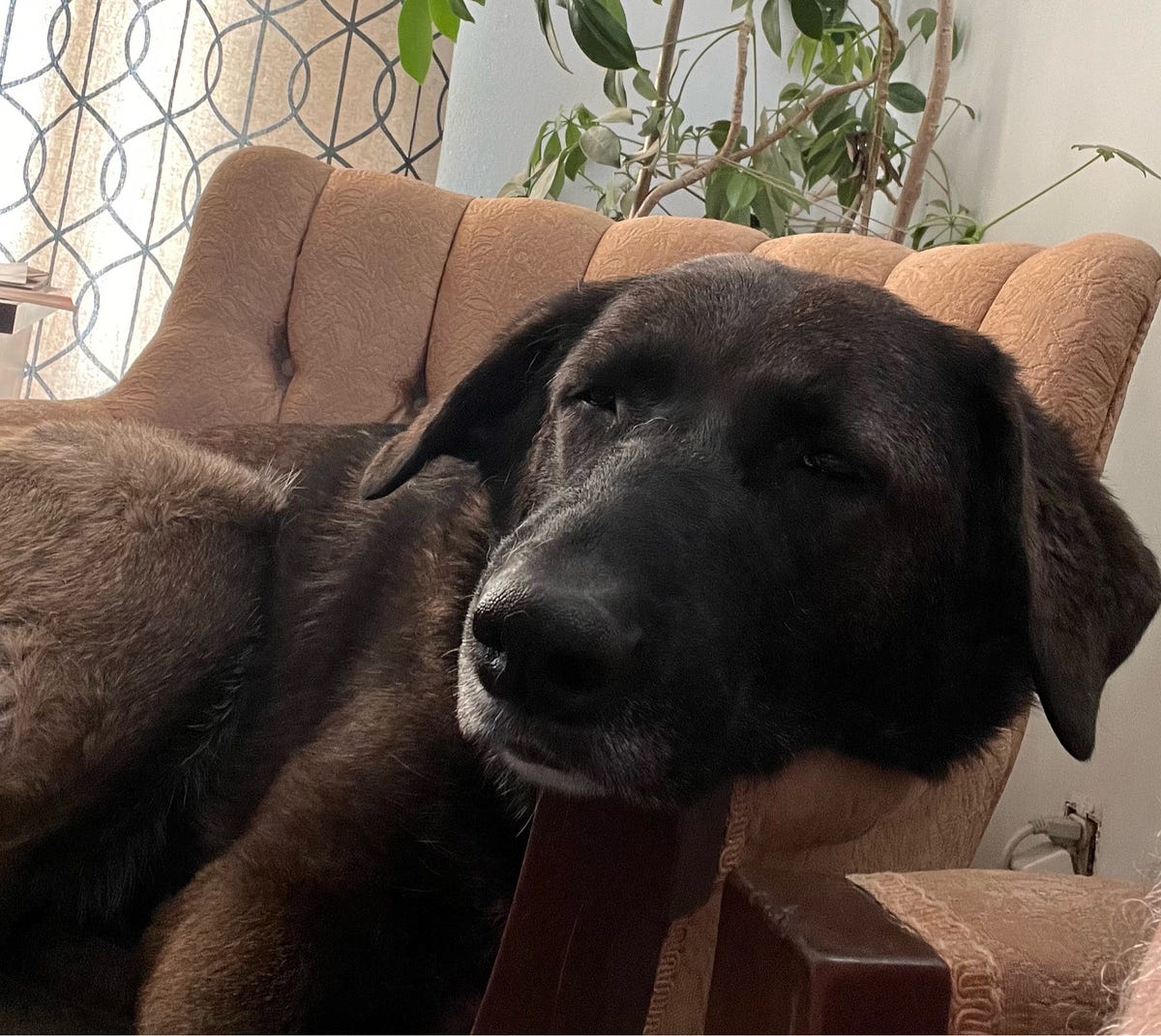 Nap Time At The Oasis, Put Your Puppy To Bed | by Travis Hannah - Enjoy ...