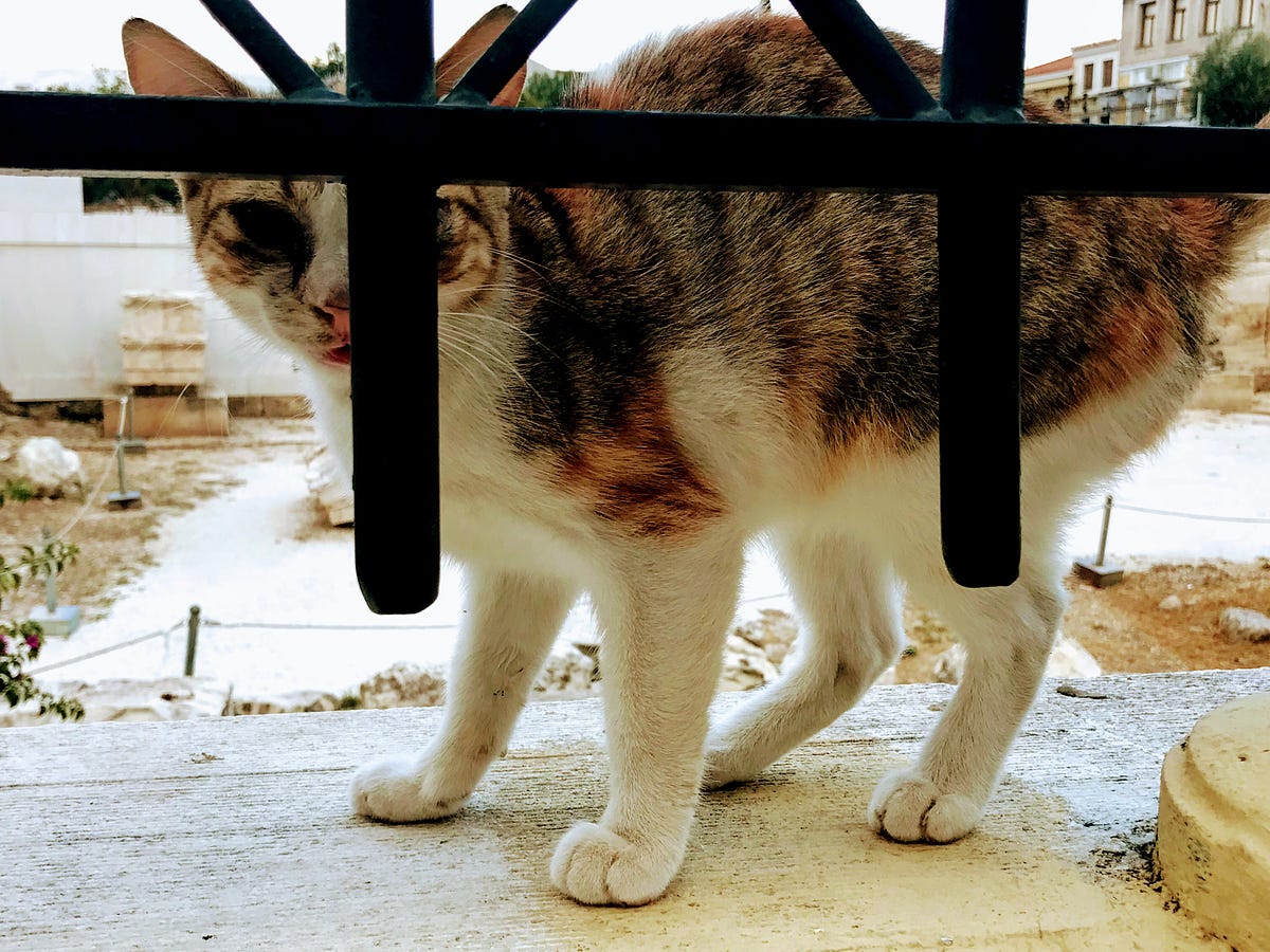 Cats of Monastiraki, Athens, Greece - tosspot - Medium