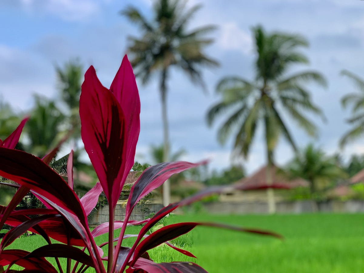 Back in Bali — 8 insights of New Life | by Jeff Sturm - theJournal ...