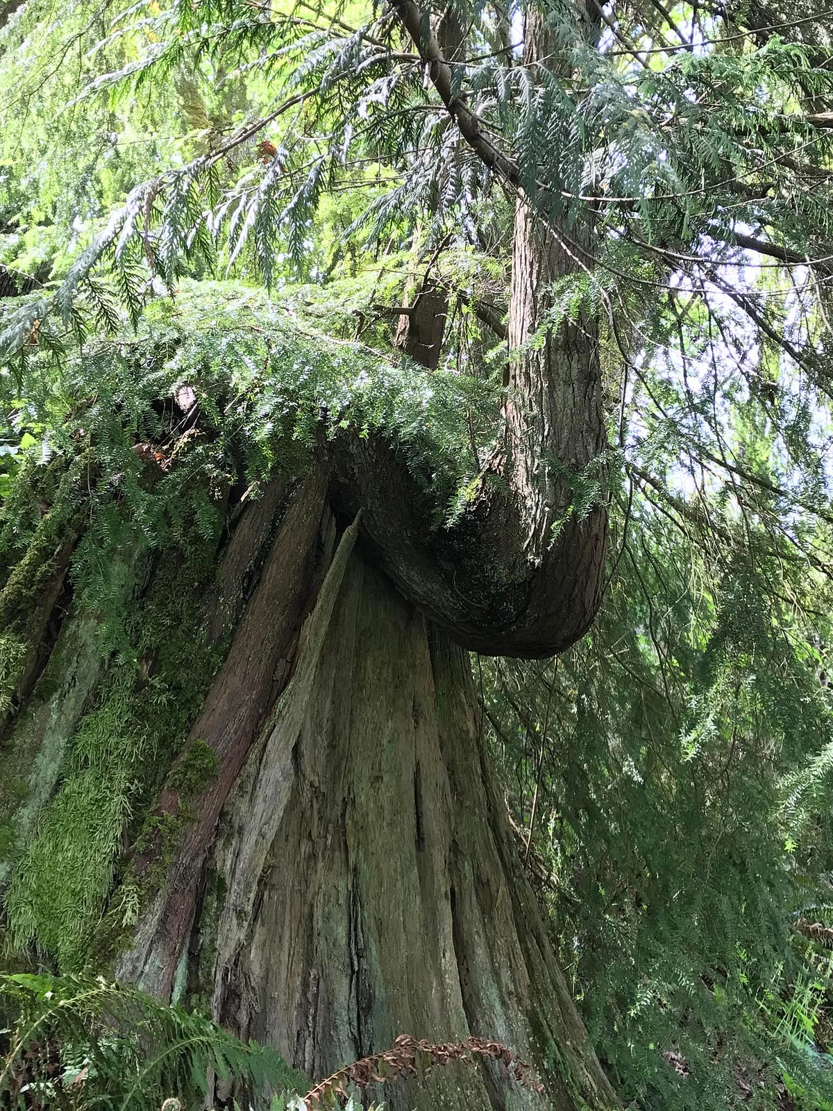 A Cedar Endures - Craig D. Lewis - Medium