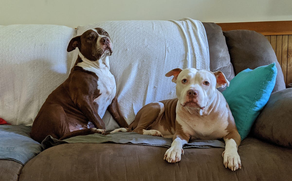 Pit bulls are not the most aggressive dogs | by Anya | Medium