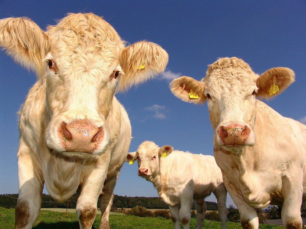 The Nexus of Biochar and Technological Advancements in Modern Animal ...