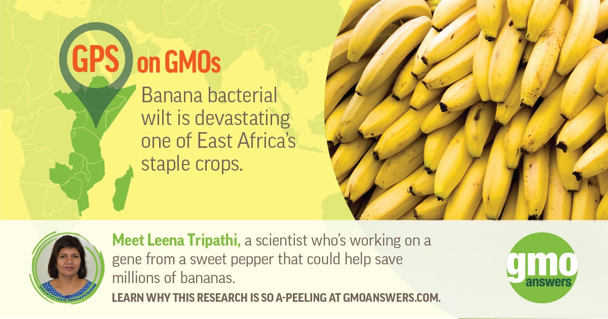 Genetic Engineering: One Tool Saving East Africa’s Bananas | by GMO ...