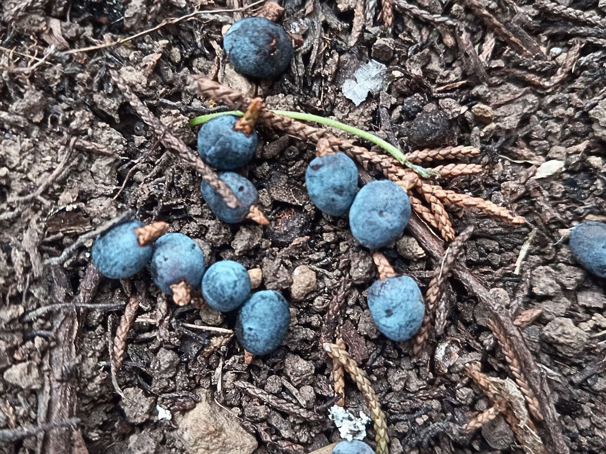 Cedar Berries: A flavorful and little known spice! | by Melanie Weird ...