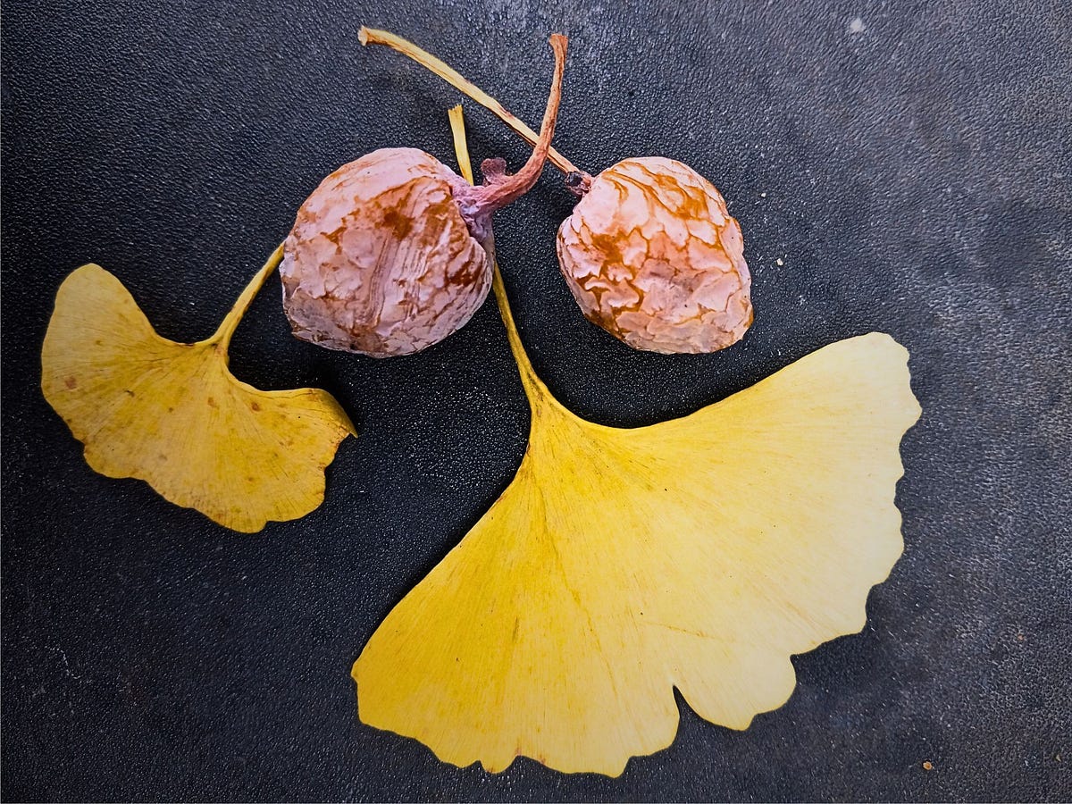 Ginkgo Nuts — A Funky Fall Forage Experience | by Melanie Weird | Oct ...