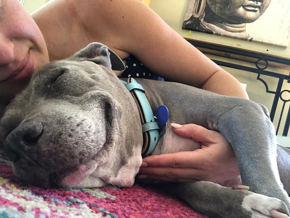 For The Love Of A Pit Bull. I’d walk the walk of grief a thousand… | by ...