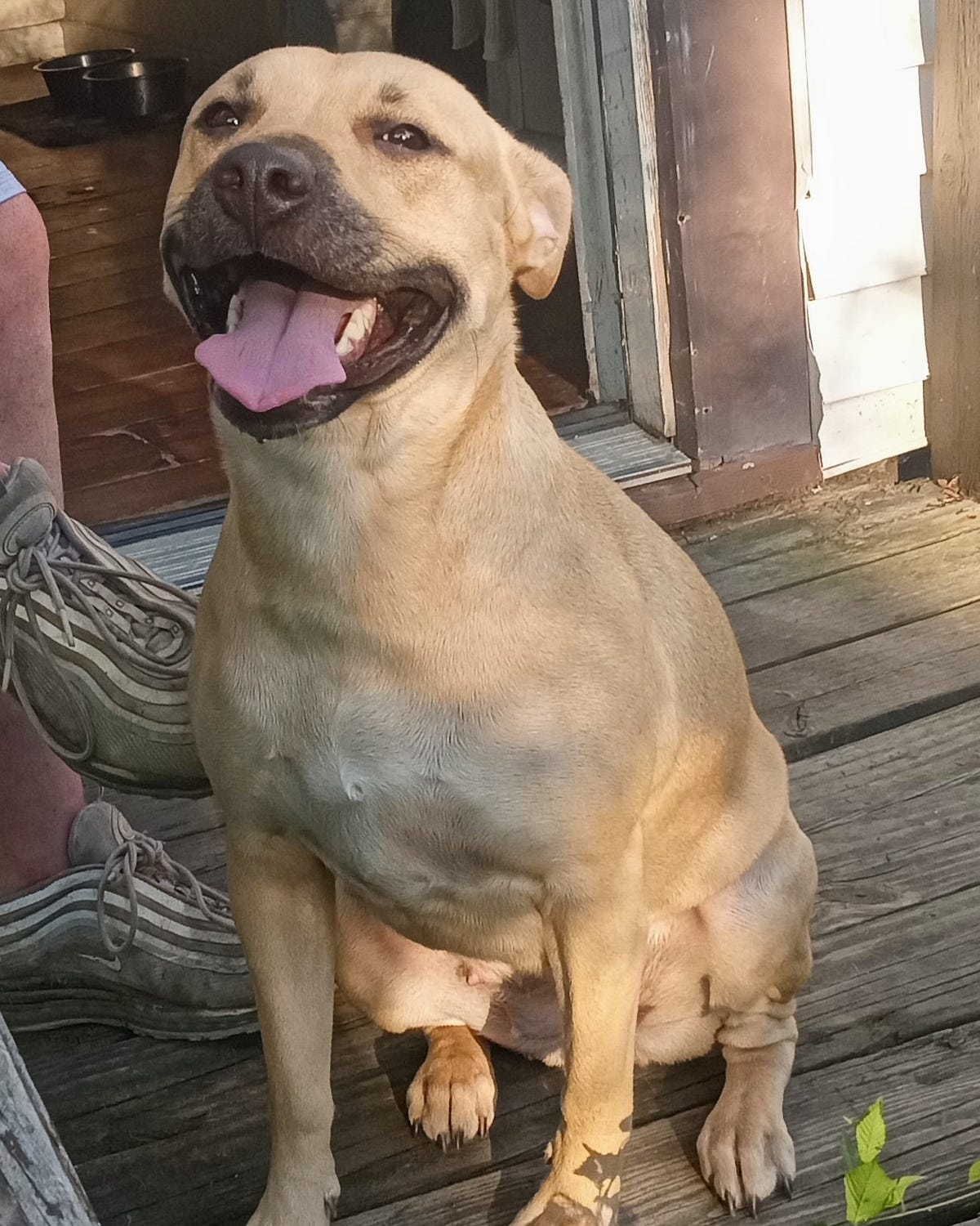 This is my registered emotional support dog her name is Luna Fea and ...