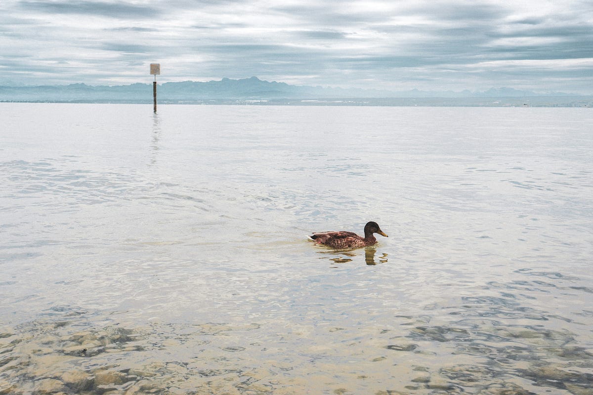 Swimming Lessons, without water, for 6 weeks | by Susan Ross, Mind Your ...