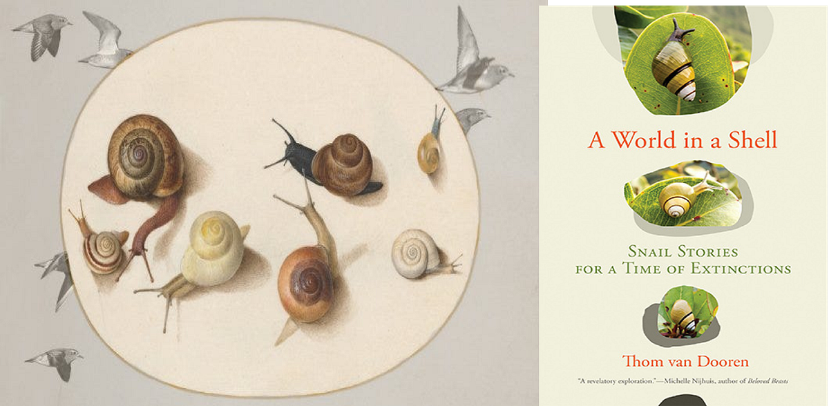 The Mysterious Deep Time Movements of Snails | by Sadan Nair | Medium