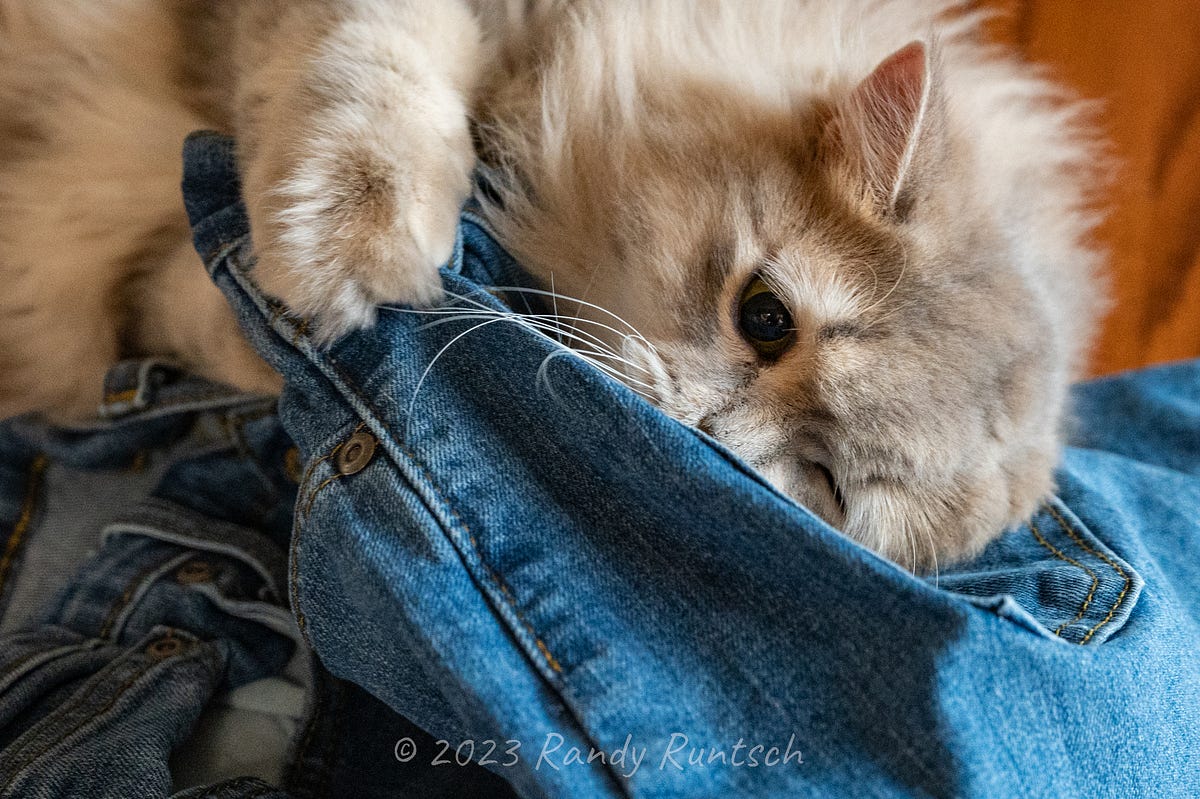Muffin Attacks My Blue Jeans. Little Miss Muffin surprises and… | by ...