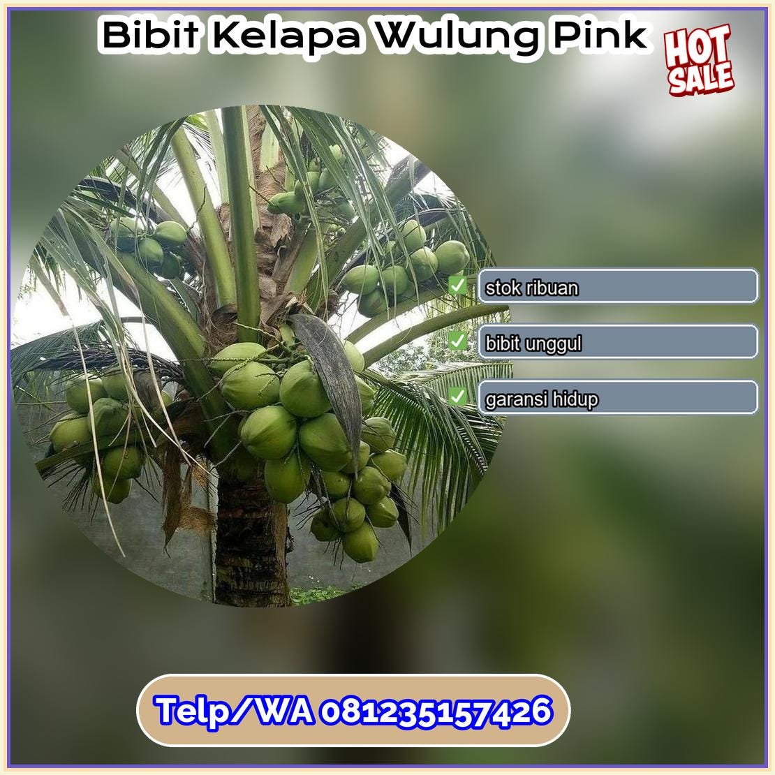 Supplier Bibit Kelapa Wulung Pink Gorontalo - Sofia Flower Farm - Medium