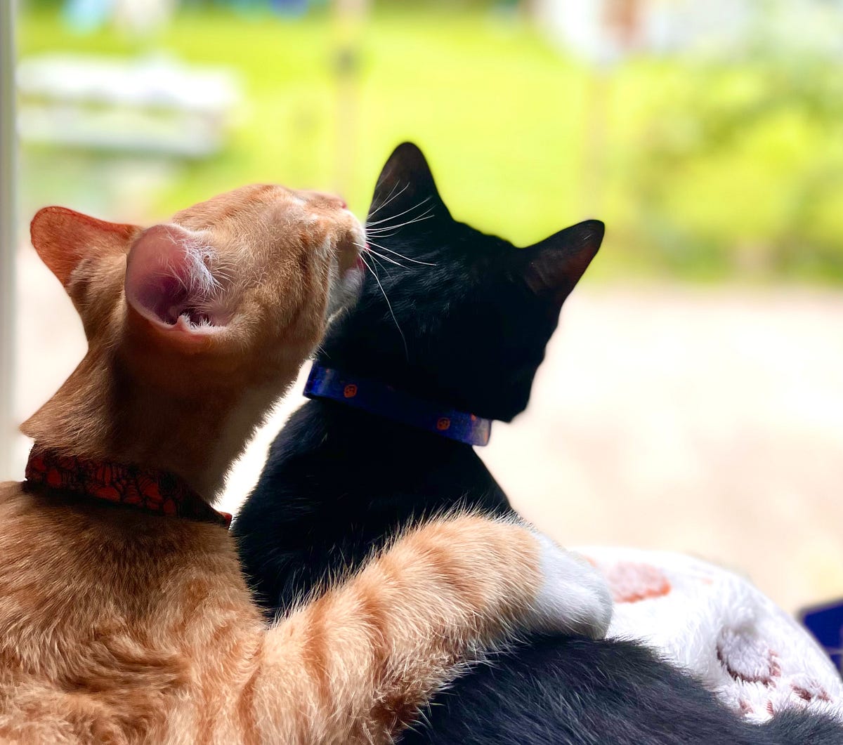 Five Facts You May Not Know about Cats, Because I Only Now Discovered ...
