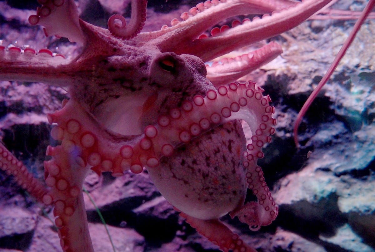 Spiteful Wild Octopuses Are Punching Fish | by Alexander M. Combstrong ...