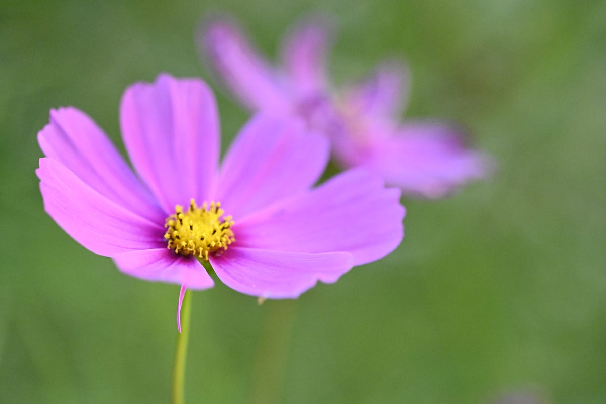 Violet Ghosts of a Summer Day. Swaying with the moment | by Erika ...