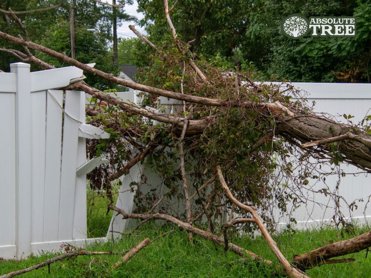 Emergency Tree Removal Webster NY - Absolute Tree - Medium