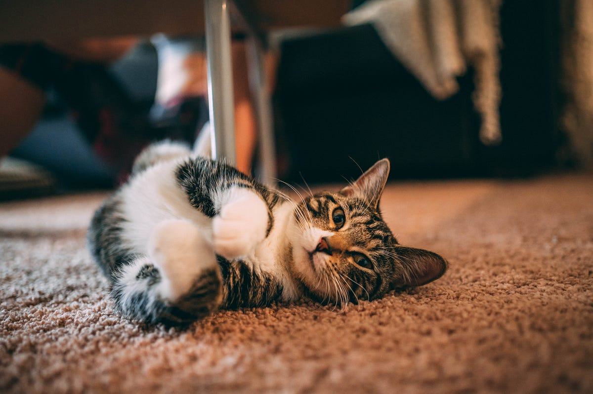 React Hooks, Part 1. a functional journey | by Shelby Talbert | Level Up Coding